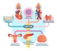 Leptin Sensitivity May Be the Key to Healthy Weight and Energy — Health ...