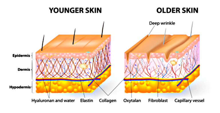 The Types and Benefits of Collagen Protein — Health Quest Podcast
